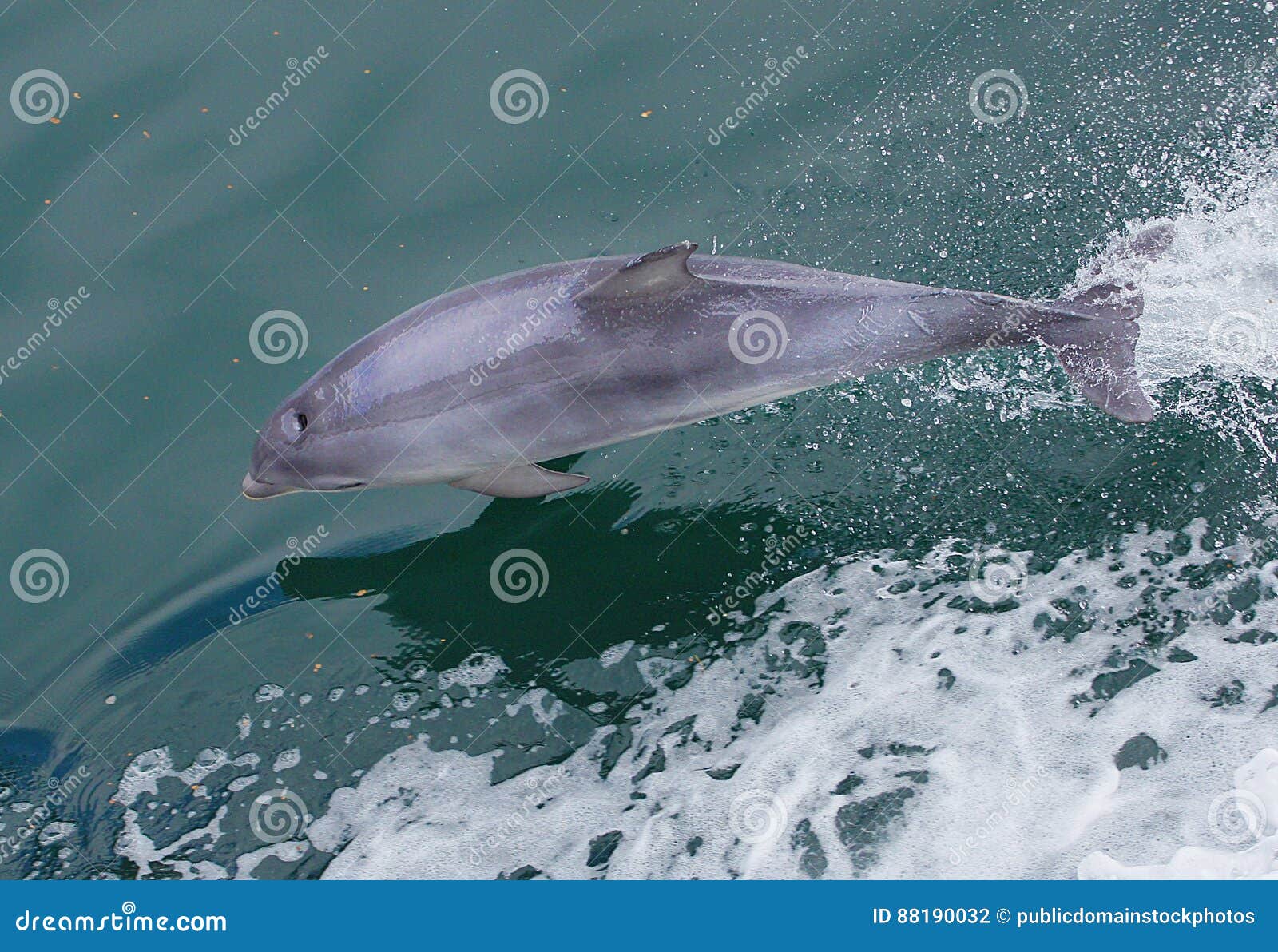 Dolphin At Play 6 Picture. Image: 88190032