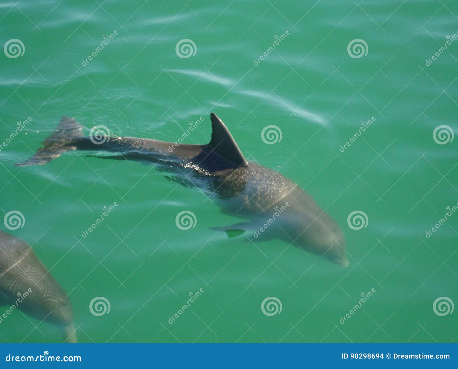 Dolphin play stock photo. Image of wildlife, dolphin - 90298694