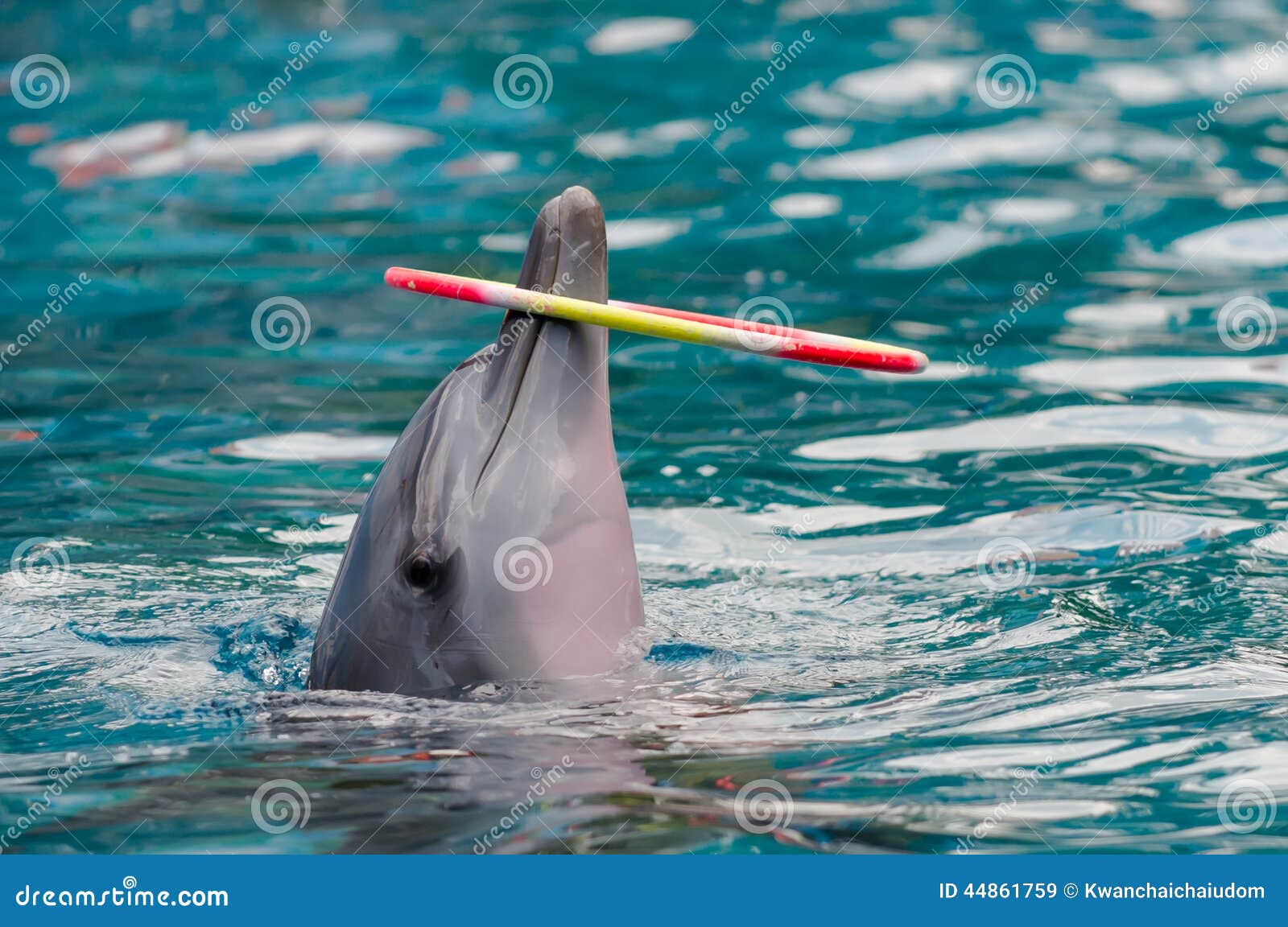 Dolphin Play Ring on the Water Stock Image - Image of aquarium ...