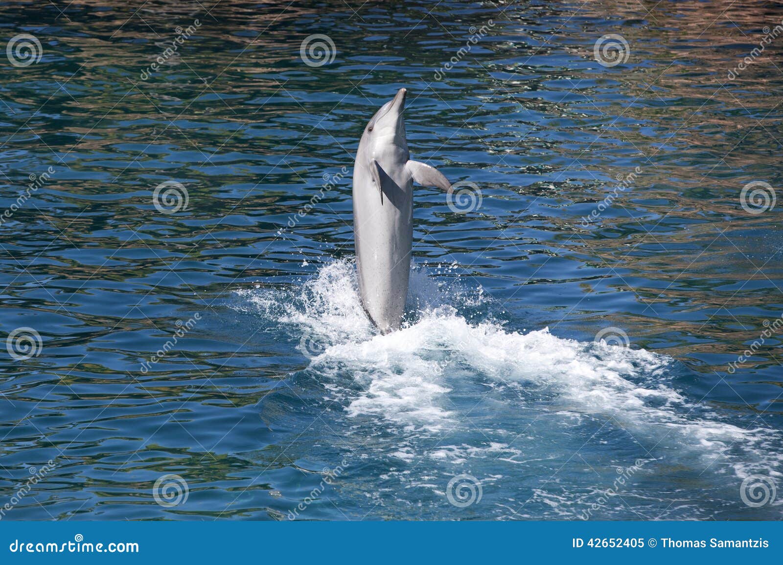 Dolphin at play stock image. Image of playing, marine - 42652405