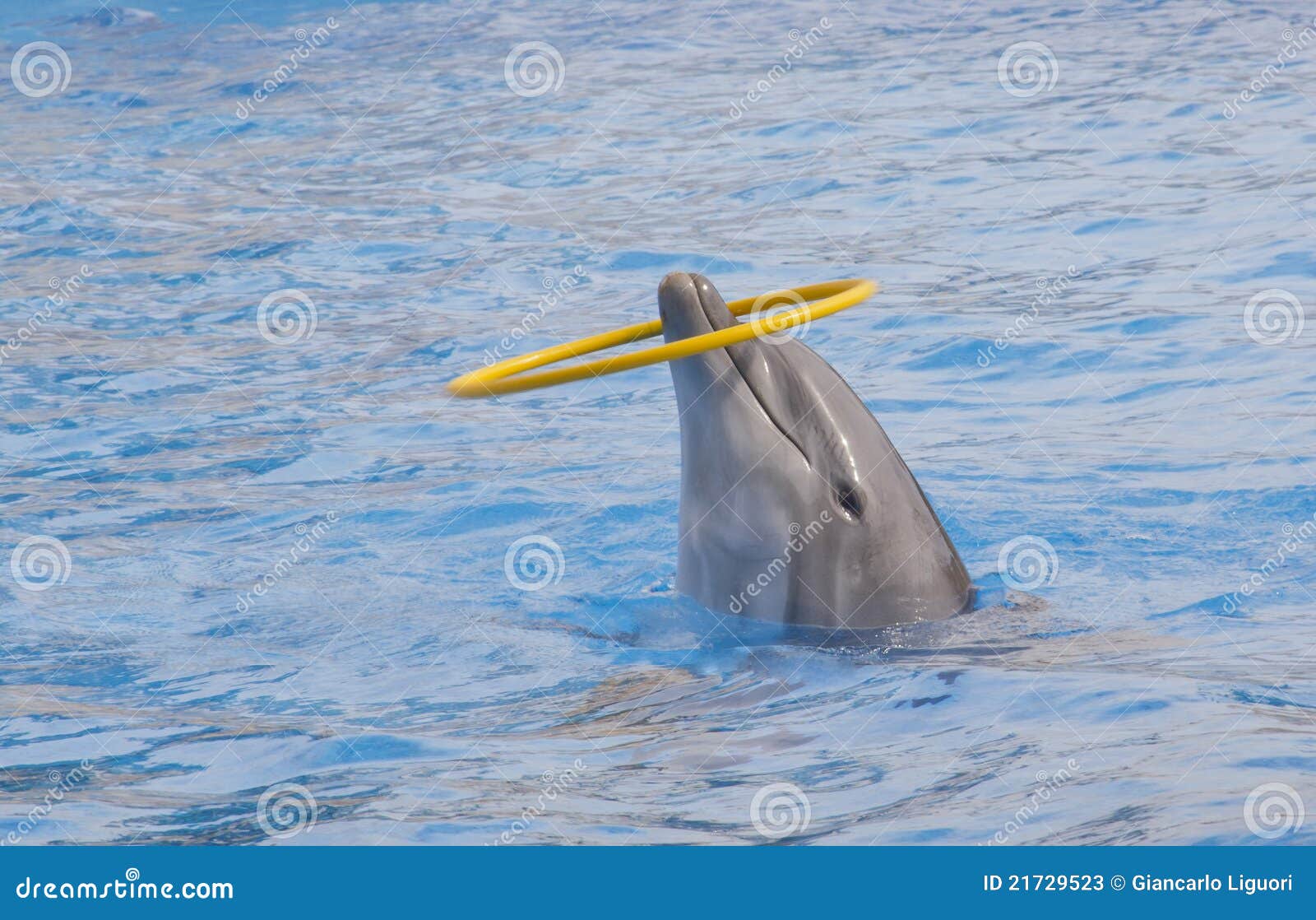 Dolphin playing stock image. Image of creature, leap - 21729523