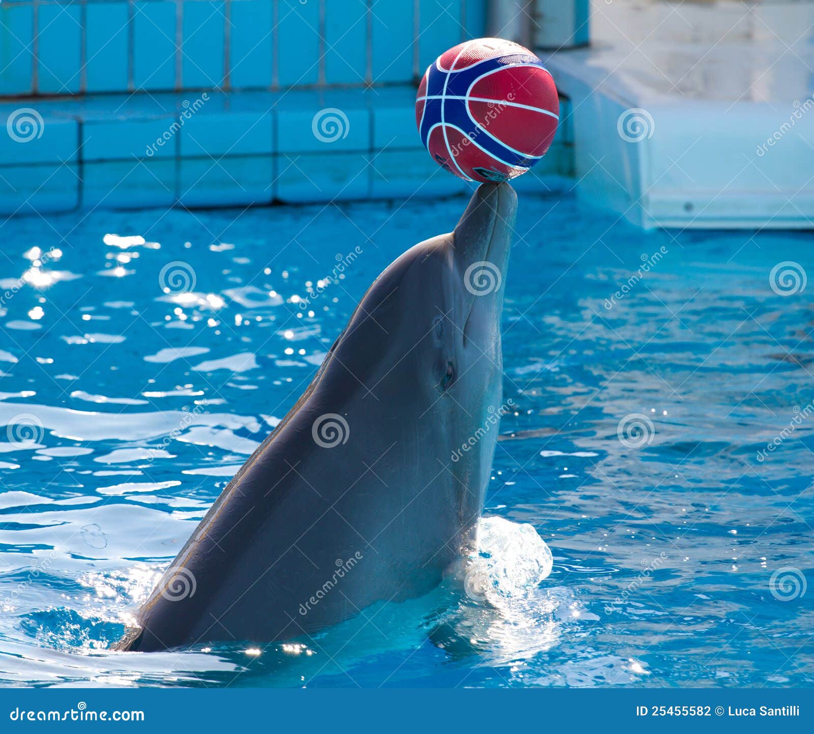 Dolphin playing stock photo. Image of aqua, game, mammal - 25455582