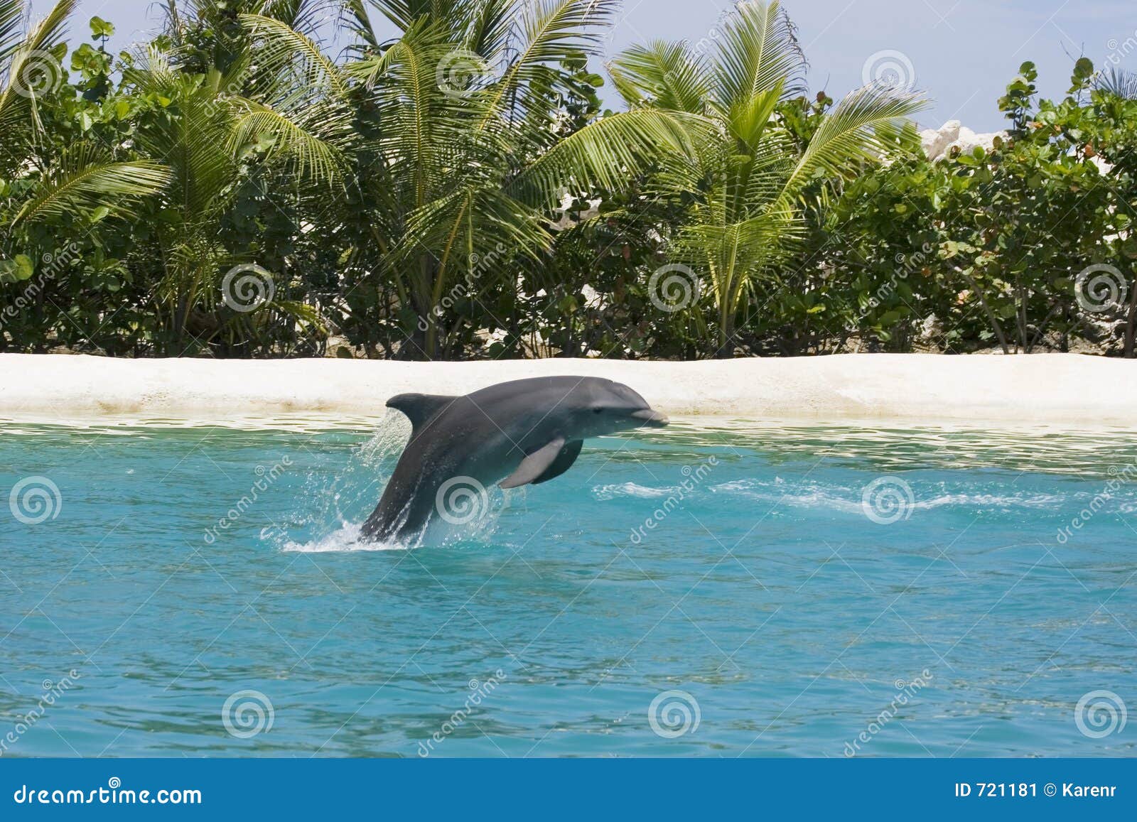 Dolphin playing stock image. Image of dolphins, beautiful - 721181