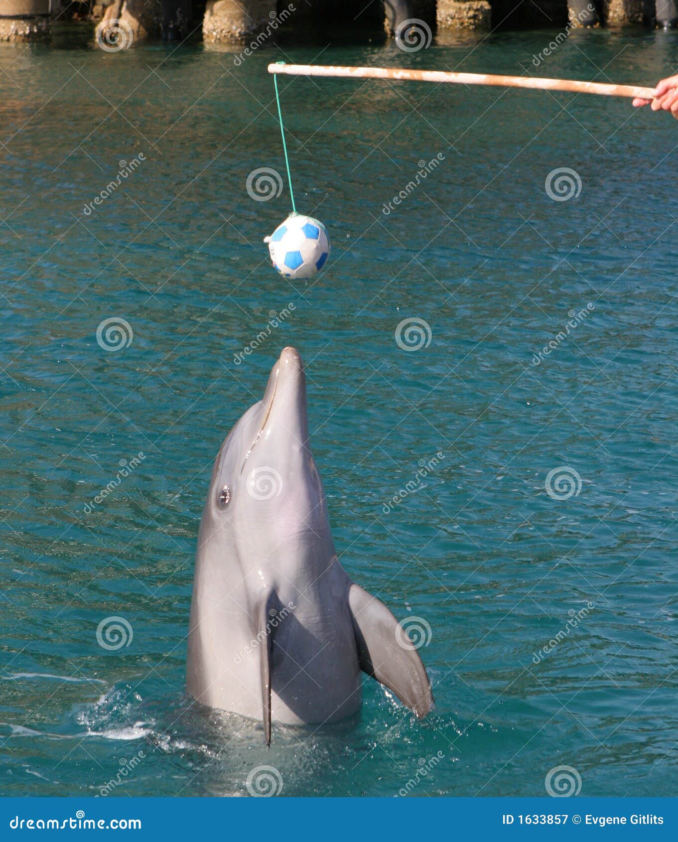 Dolphin playing with ball stock image. Image of play, aquarium - 1633857