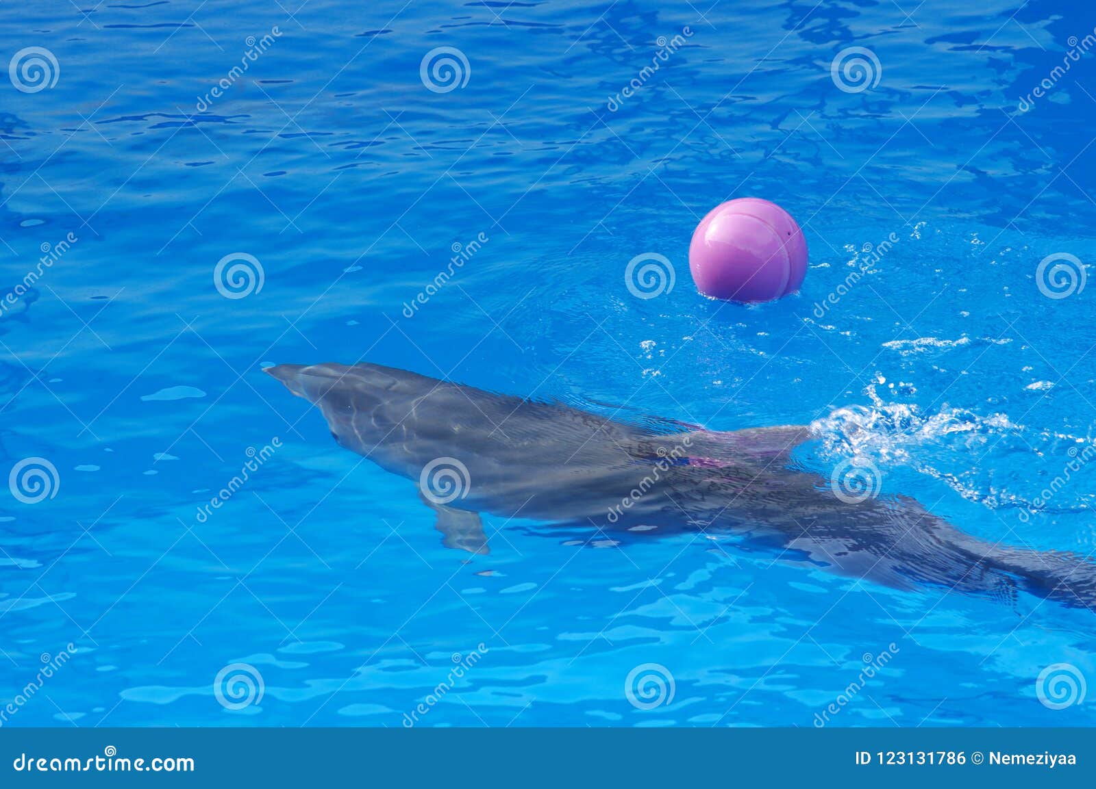 Dolphin Playing At Aquarium In Baja California Los Cabos Delfin Nariz ...