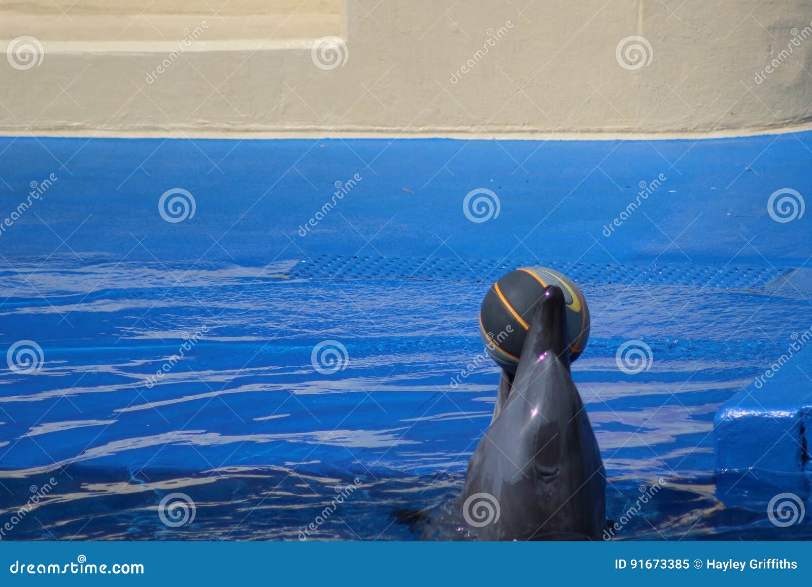 Dolphin playing with ball stock image. Image of aquatic - 91673385