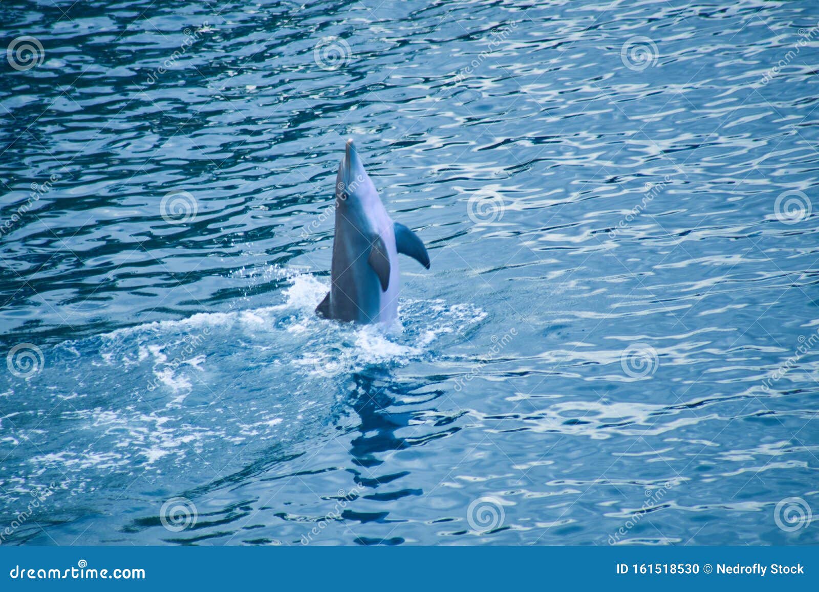 Dolphin Playing Doing Tricks on the Water Stock Photo - Image of ...
