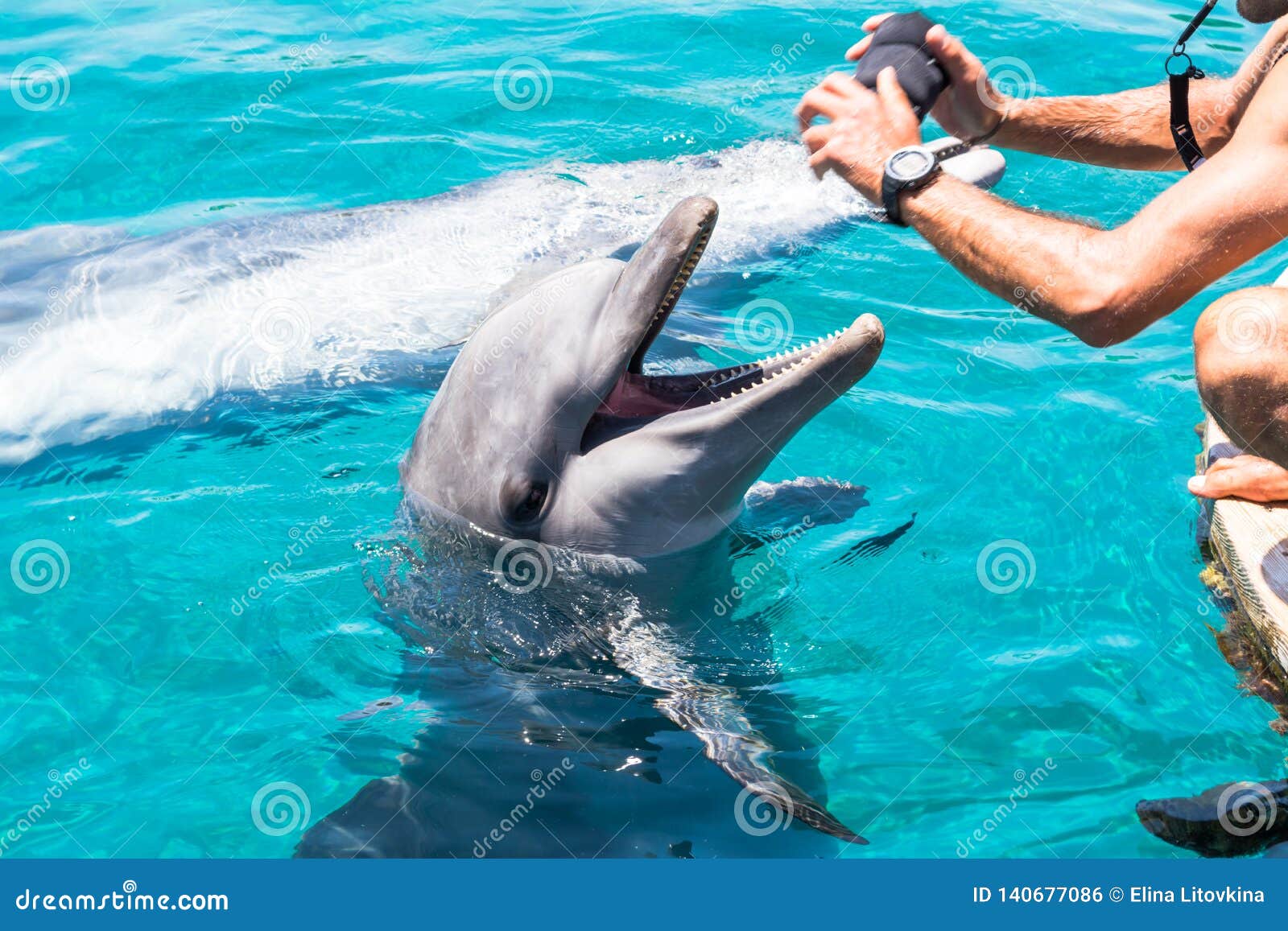 A Dolphin is Playing with Human Stock Photo - Image of animal, aquatic ...