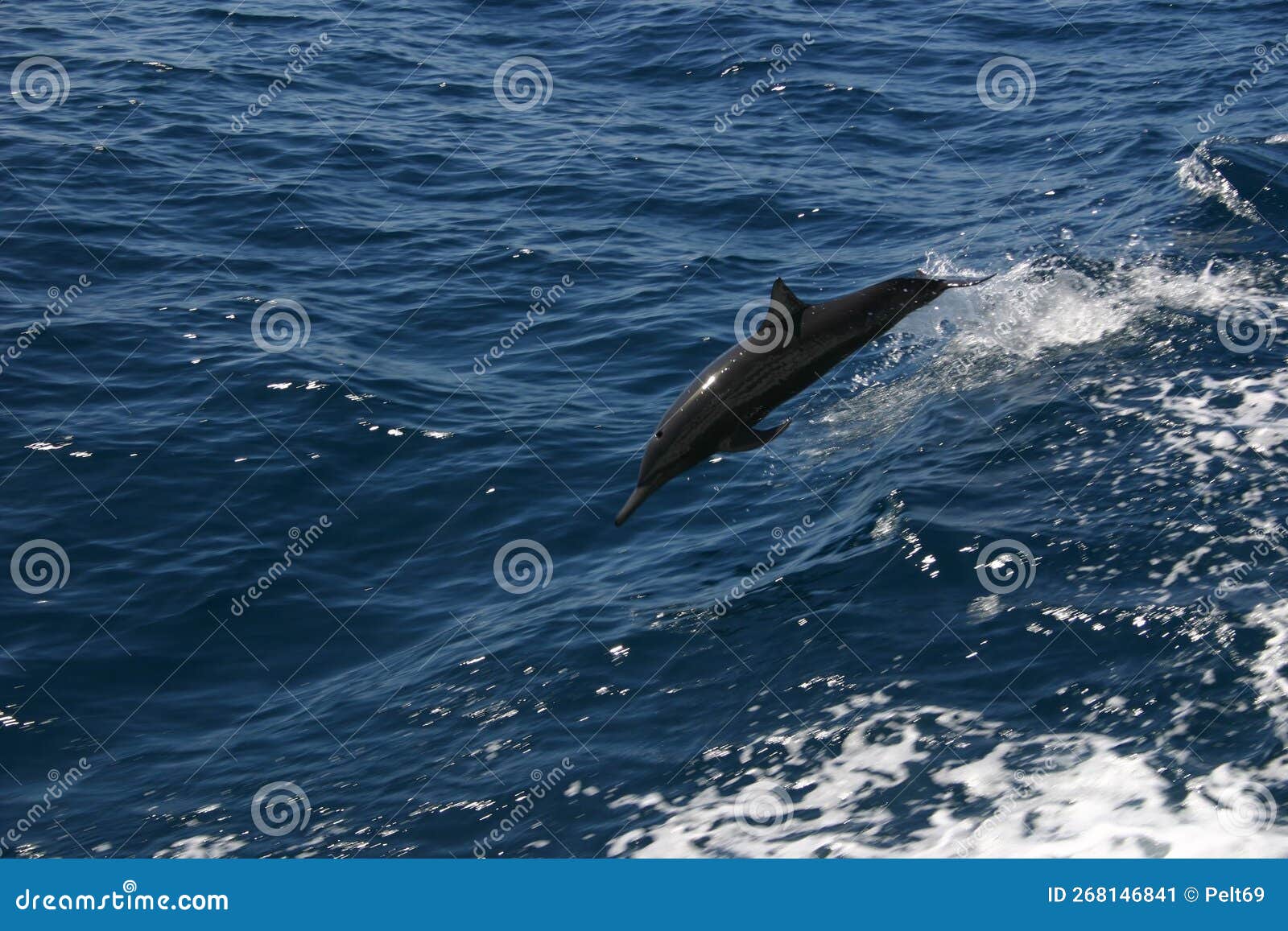 Dolphin playing stock image. Image of dolphin, waves - 268146841