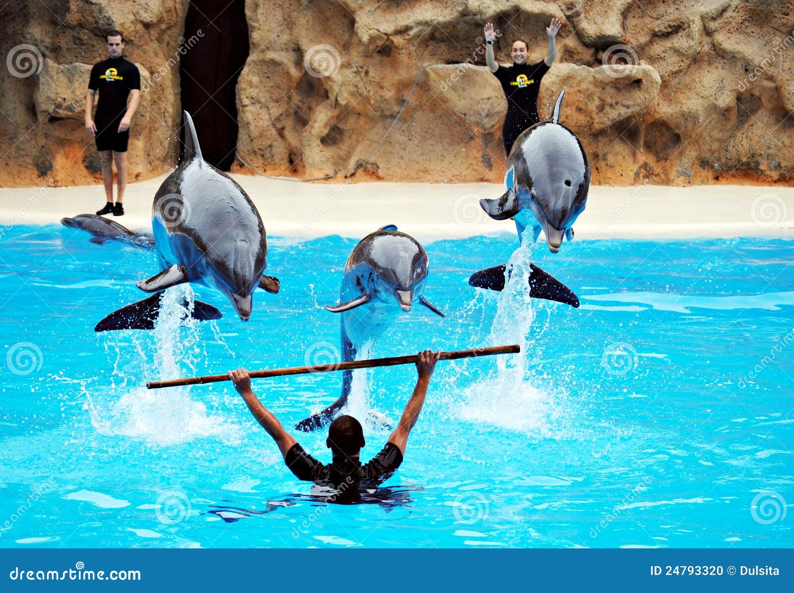 Dolphin Playing with People Editorial Image - Image of black, tenerife ...