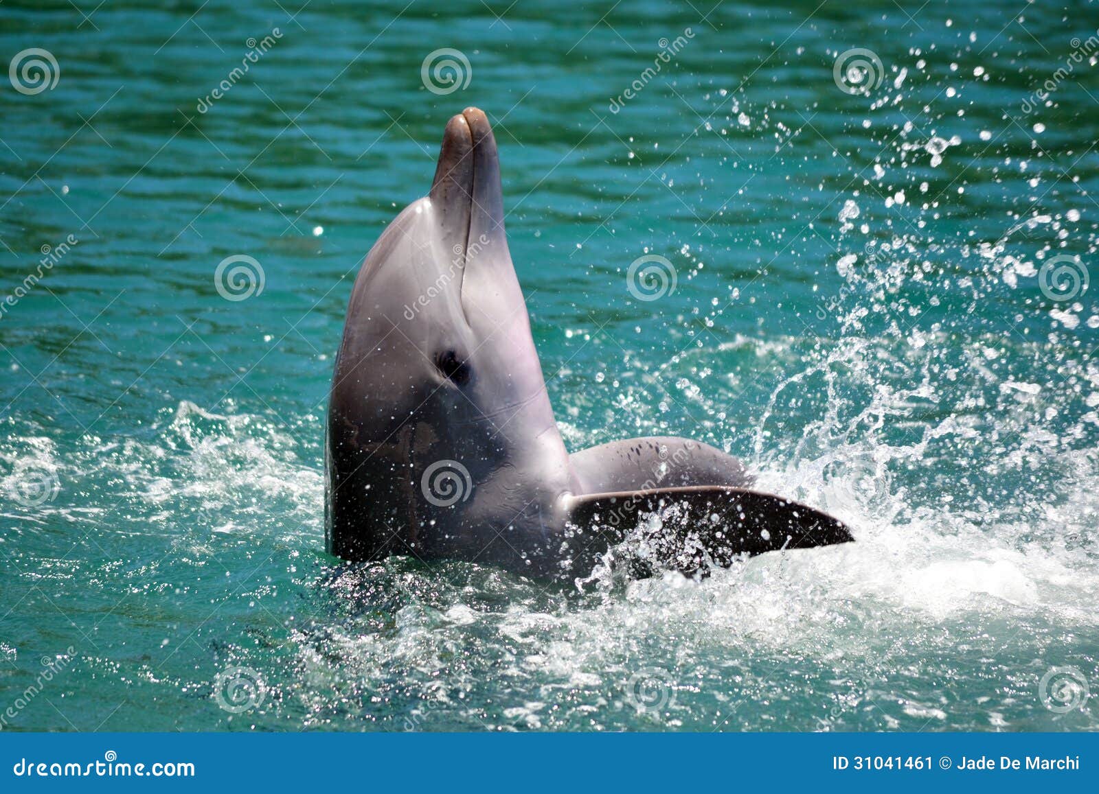 Dolphin playing stock image. Image of marine, aquatic - 31041461