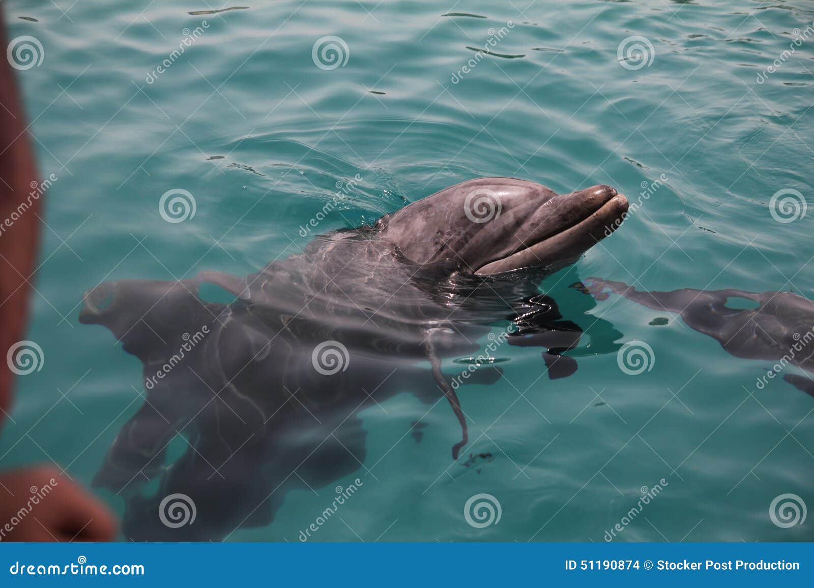 Dolphin playing stock photo. Image of reptiles, summer - 51190874