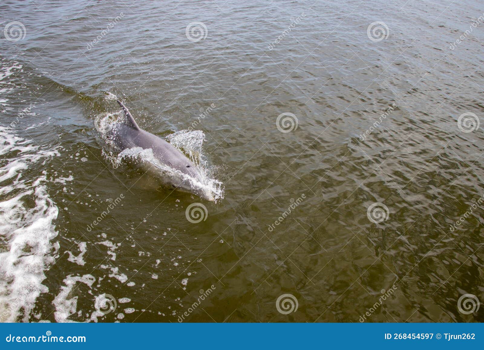 Dolphin Playing in the Waves Stock Image - Image of travel, nature ...