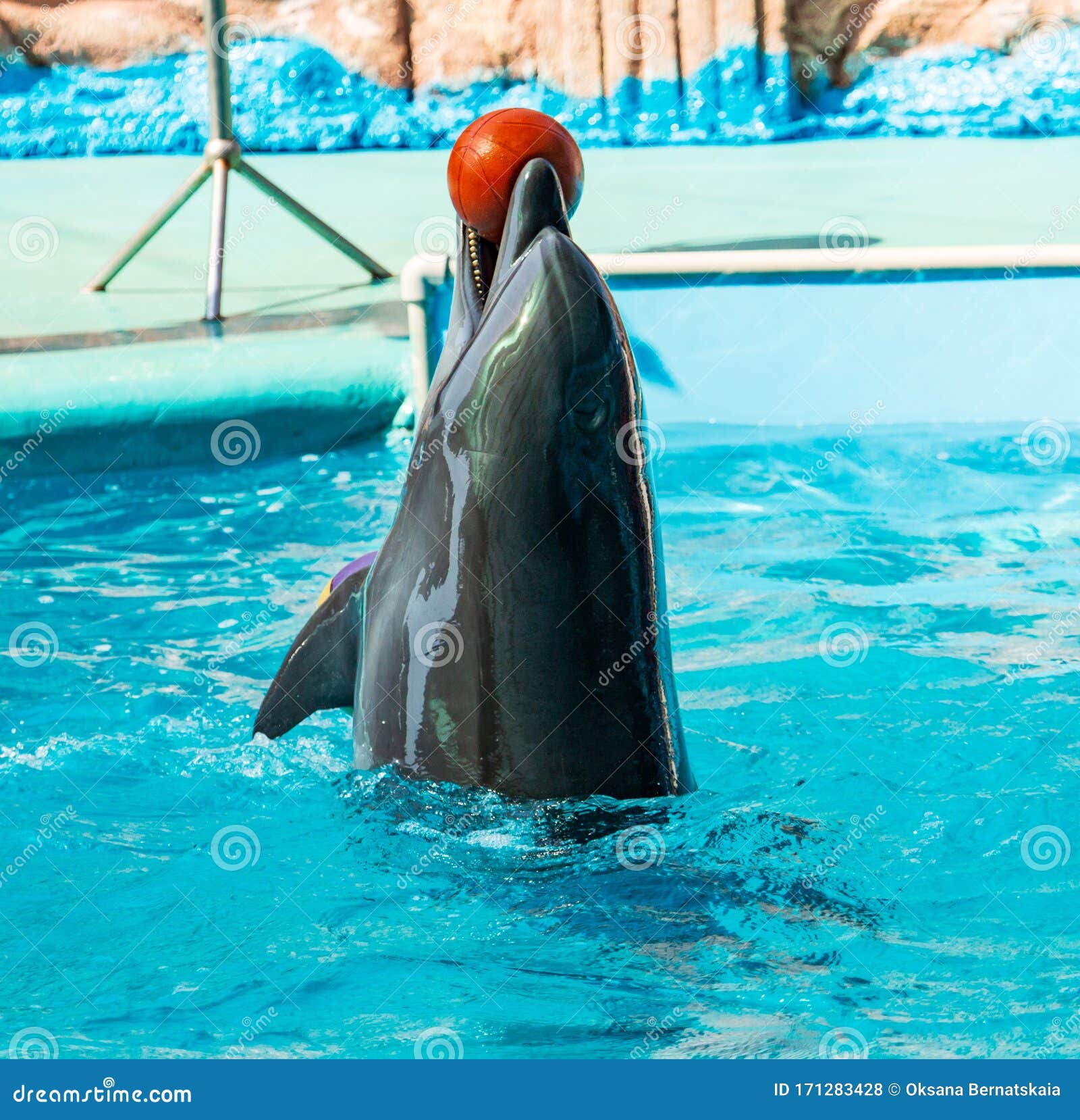 Dolphin Playing in the Water Stock Photo - Image of smooth, hoop: 171283428