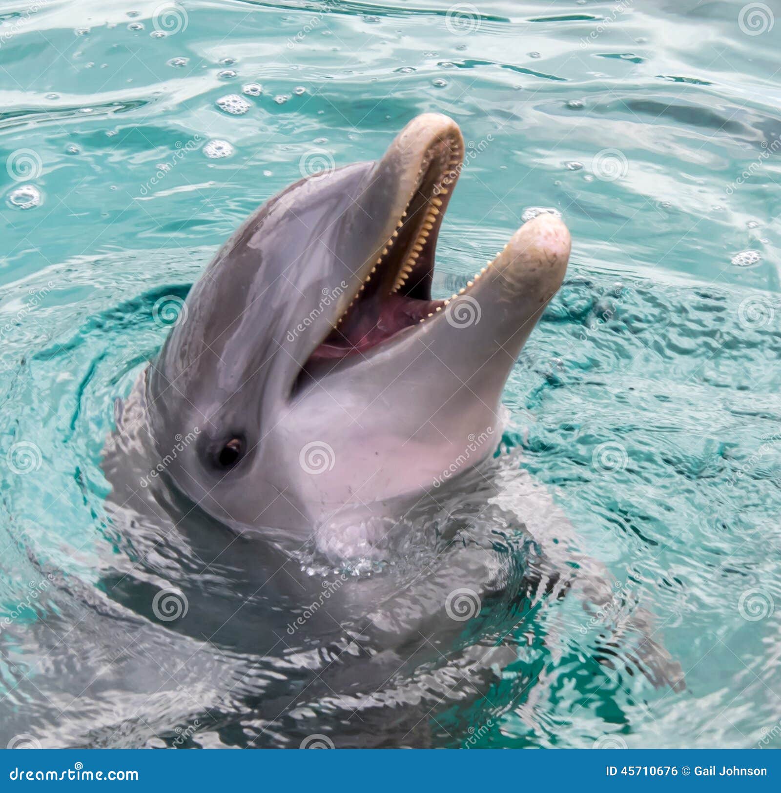 Dolphin Playing in the Water Stock Photo - Image of coming, westpunt ...