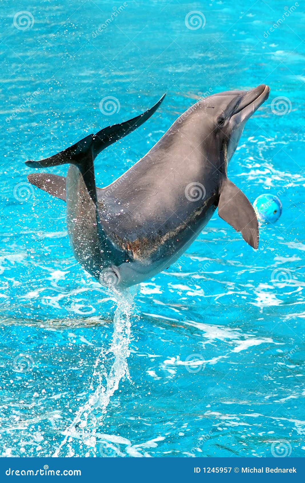 Dolphin plays stock image. Image of friend, pool, pacific - 1245957