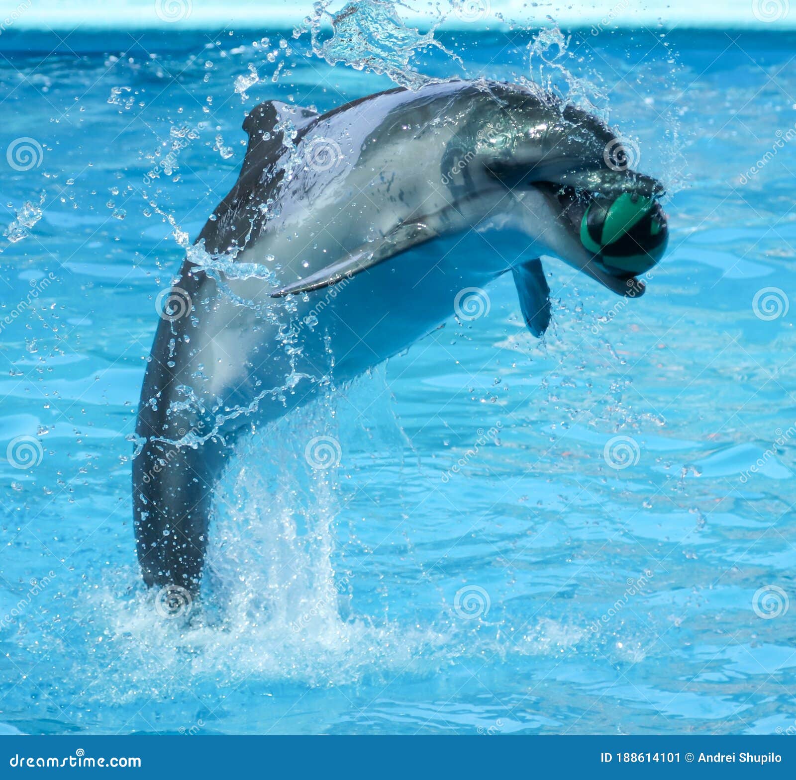 Dolphin Plays with a Ball in the Pool Stock Image - Image of life, play ...