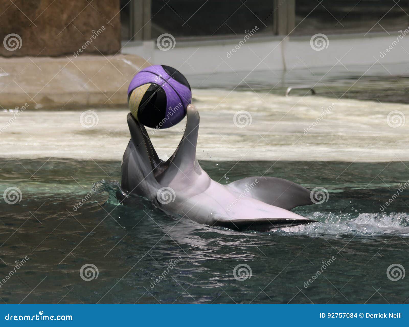 A Dolphin Plays with a Basketball at the Surface Stock Photo - Image of ...