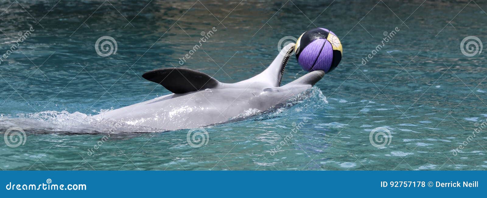 A Dolphin Plays with a Basketball at the Surface Stock Photo - Image of ...
