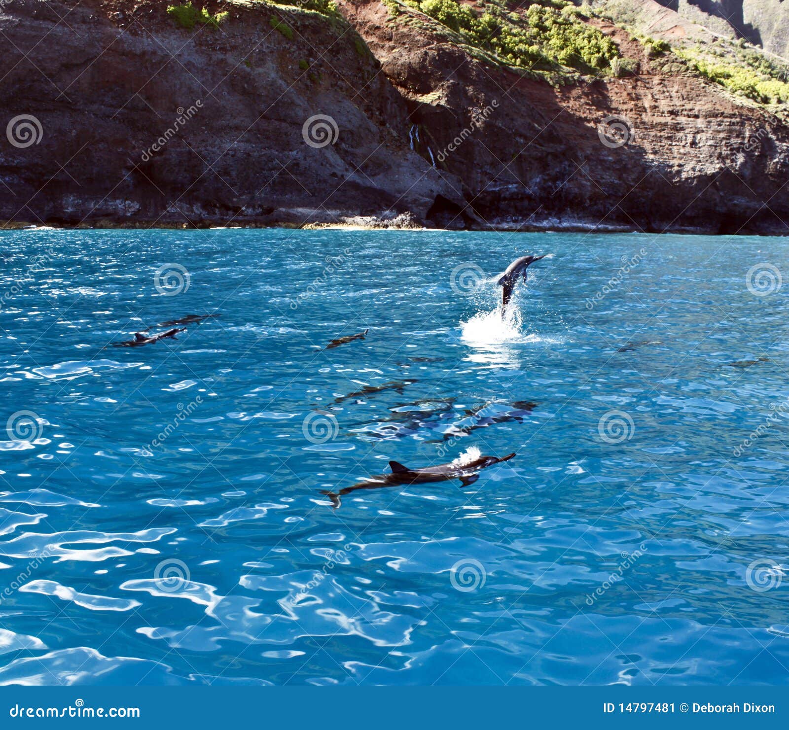 Dolphin Pod stock image. Image of dolphins, marine, dolphin - 14797481