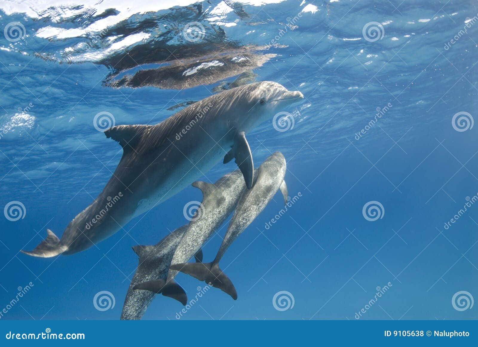 Dolphin with Pod stock photo. Image of underwater, seawater - 9105638