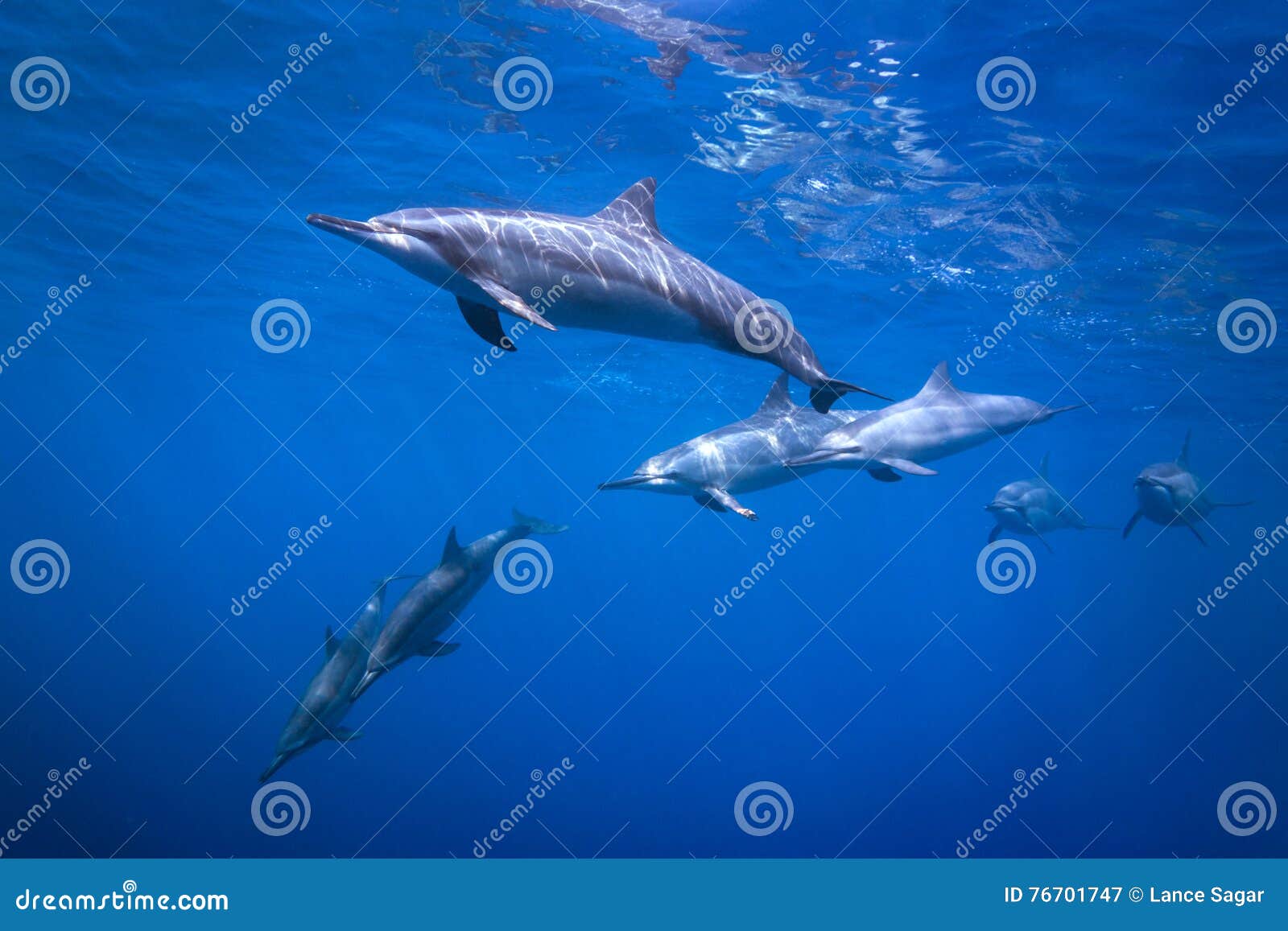 Dolphin Pod stock image. Image of hawaiian, water, mammal - 76701747