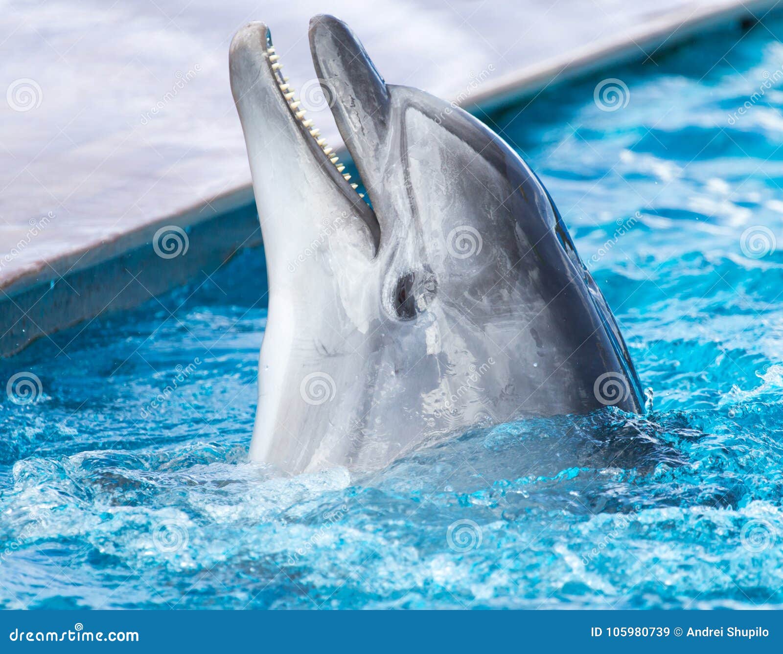 Dolphin in the pool stock image. Image of animal, marine - 105980739