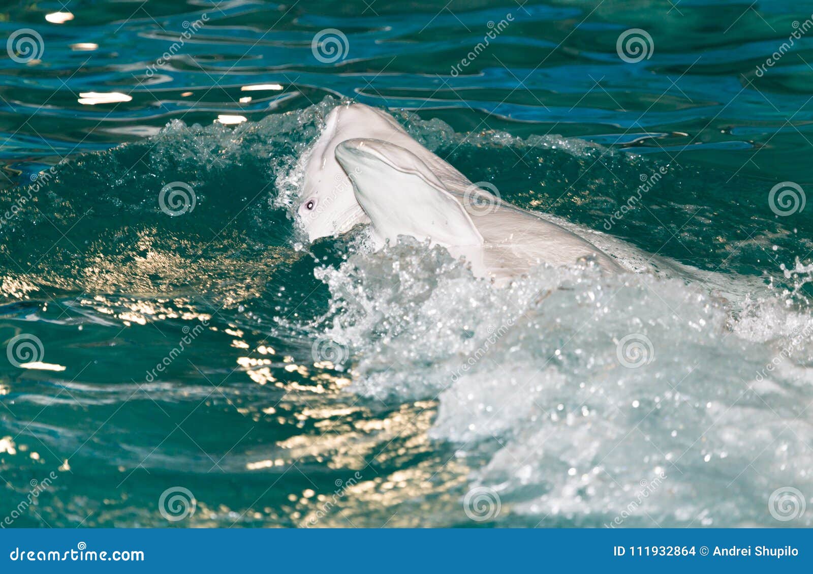 Dolphin in the pool stock photo. Image of smile, dolphin - 111932864