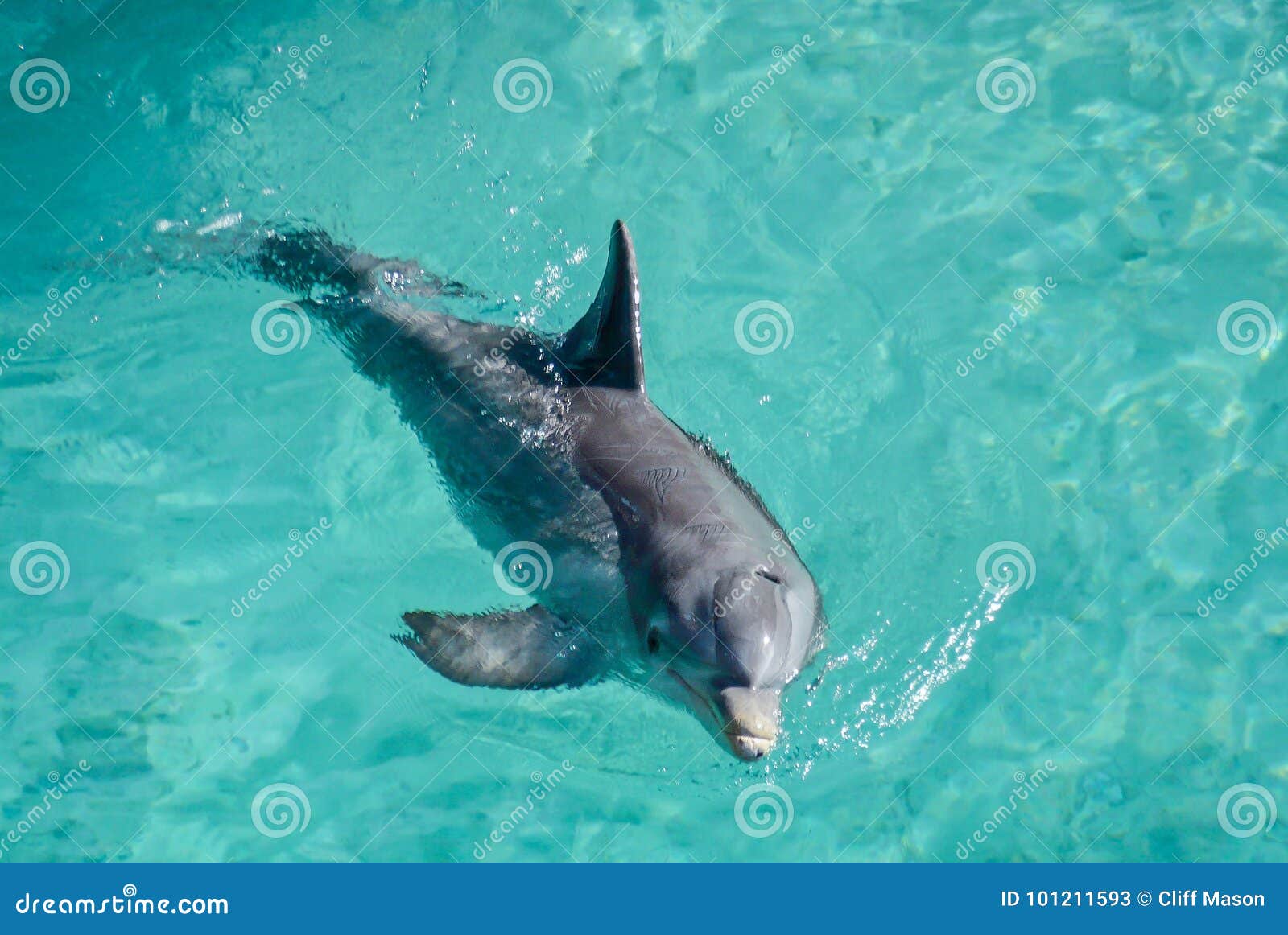 DOLPHIN in the POOL stock image. Image of isolated, pool - 101211593