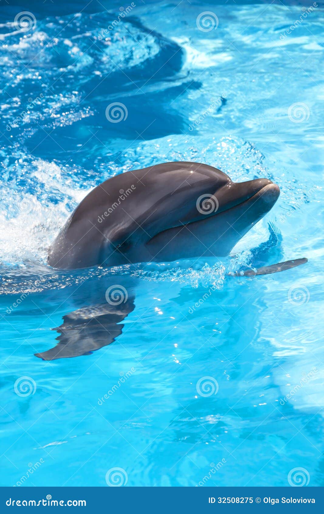 Dolphin in the pool stock image. Image of pool, blue - 32508275