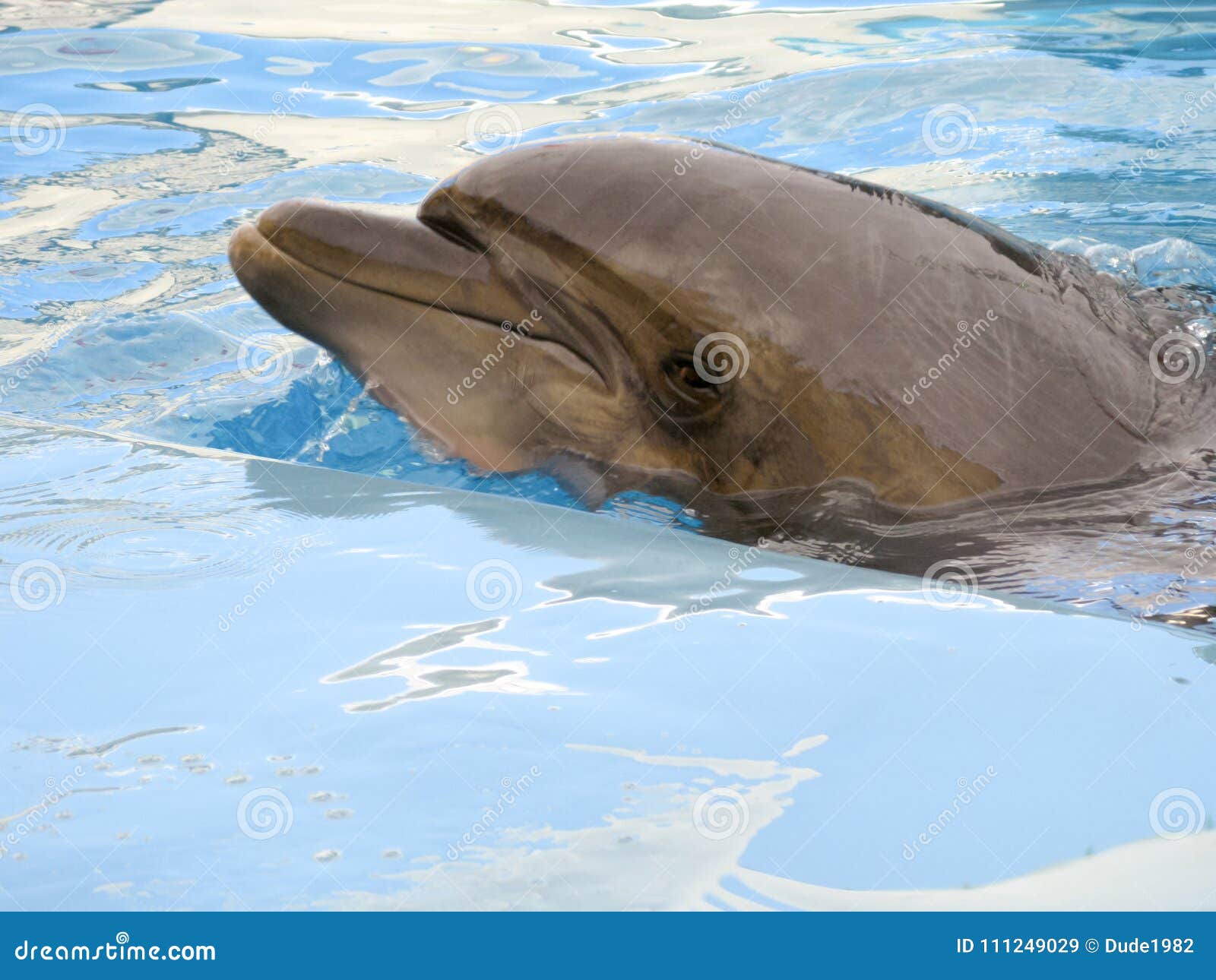 Dolphin in the pool stock image. Image of happydolphin - 111249029