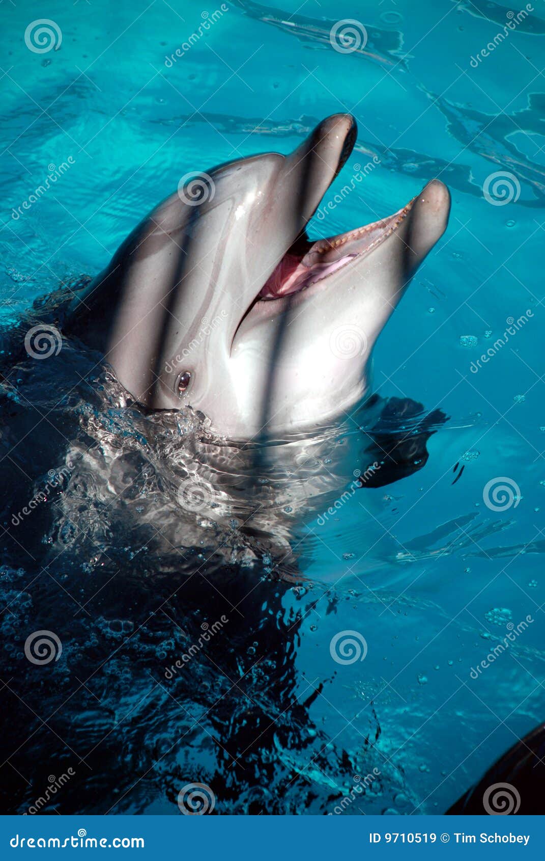 Dolphin portrait stock image. Image of clear, eating, nature - 9710519