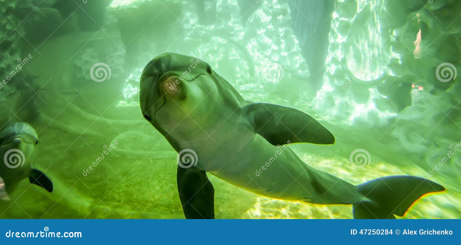 Dolphin Poses for Camera in Aquarium Stock Photo - Image of animals ...