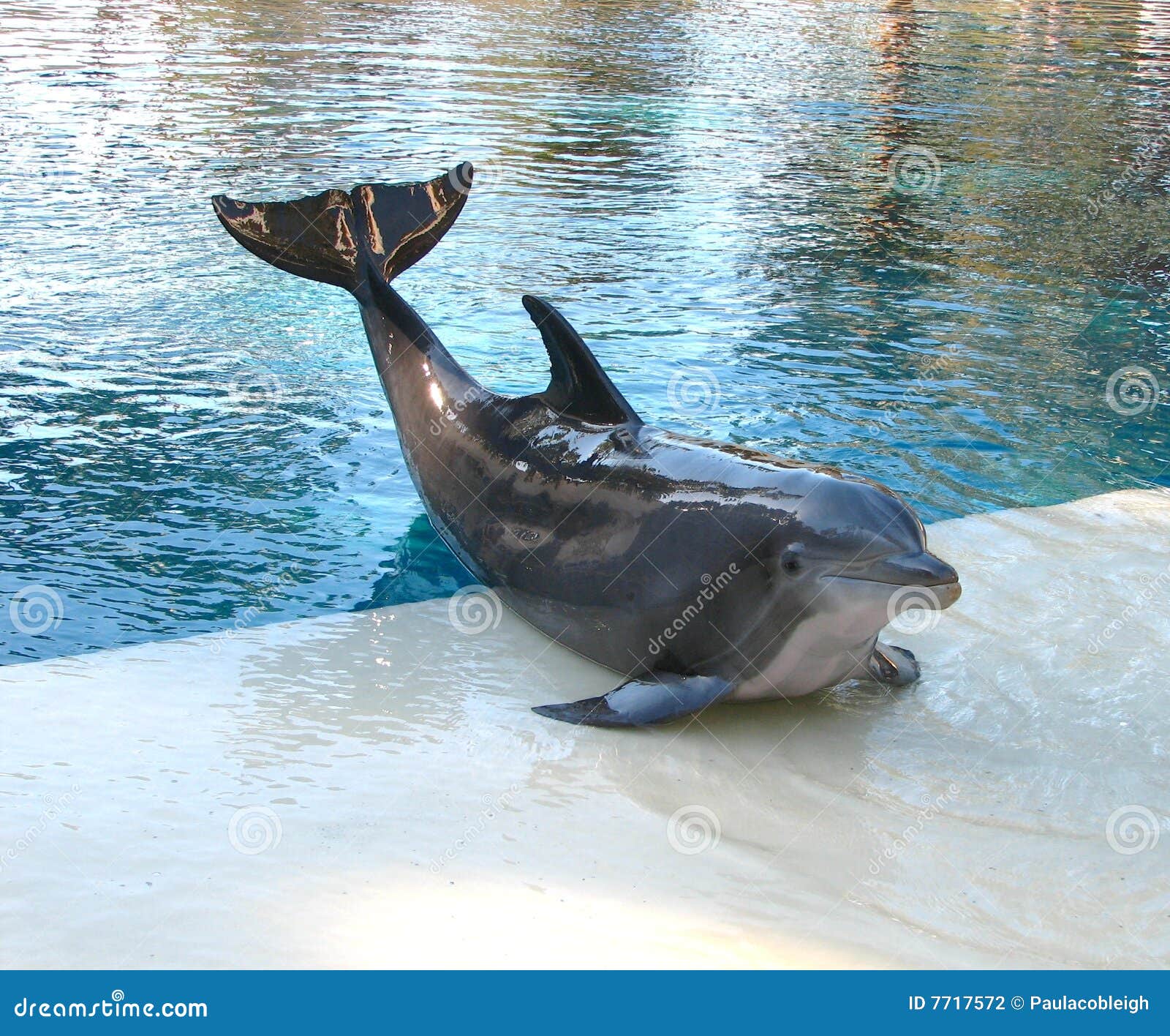 Dolphin Posing stock photo. Image of nose, delphinidae - 7717572