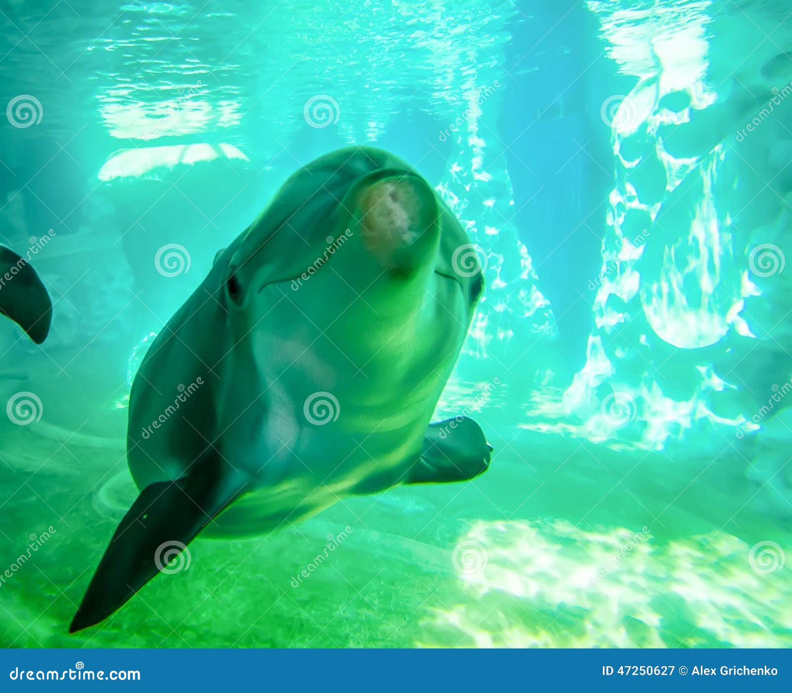 Dolphin Posing for Camera Underwater Stock Image - Image of happy ...