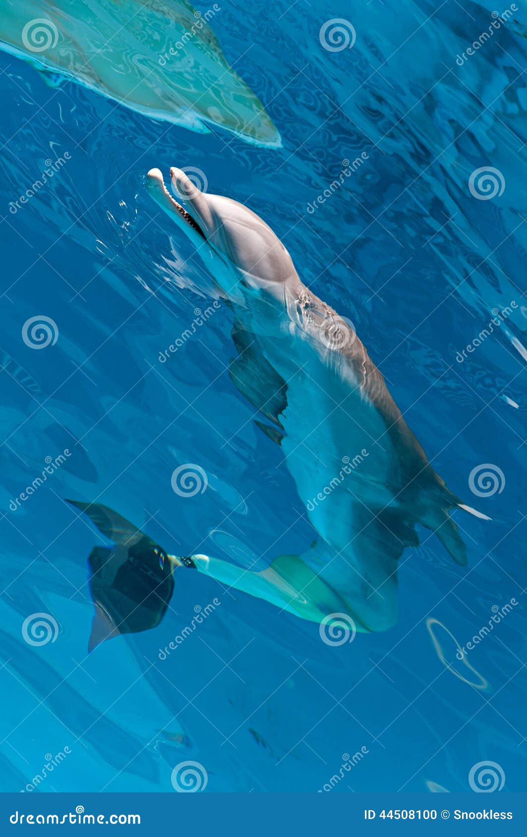 Dolphin with Prosthetic Tail Editorial Image - Image of intelligence ...