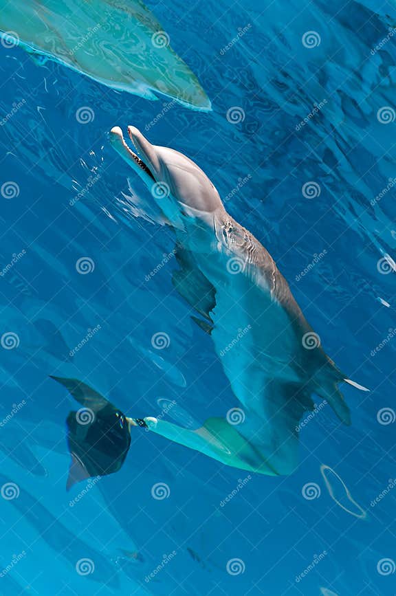 Dolphin with Prosthetic Tail Editorial Image - Image of intelligence ...