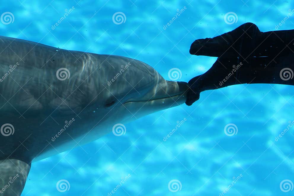 Dolphin Pushing Diver Feet stock photo. Image of friendly - 14982426