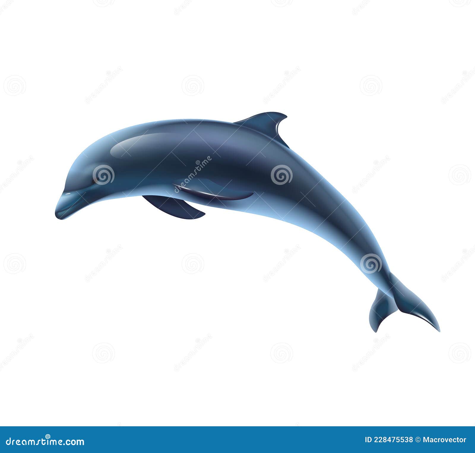 Dolphin Realistic Illustration Stock Vector - Illustration of diving ...
