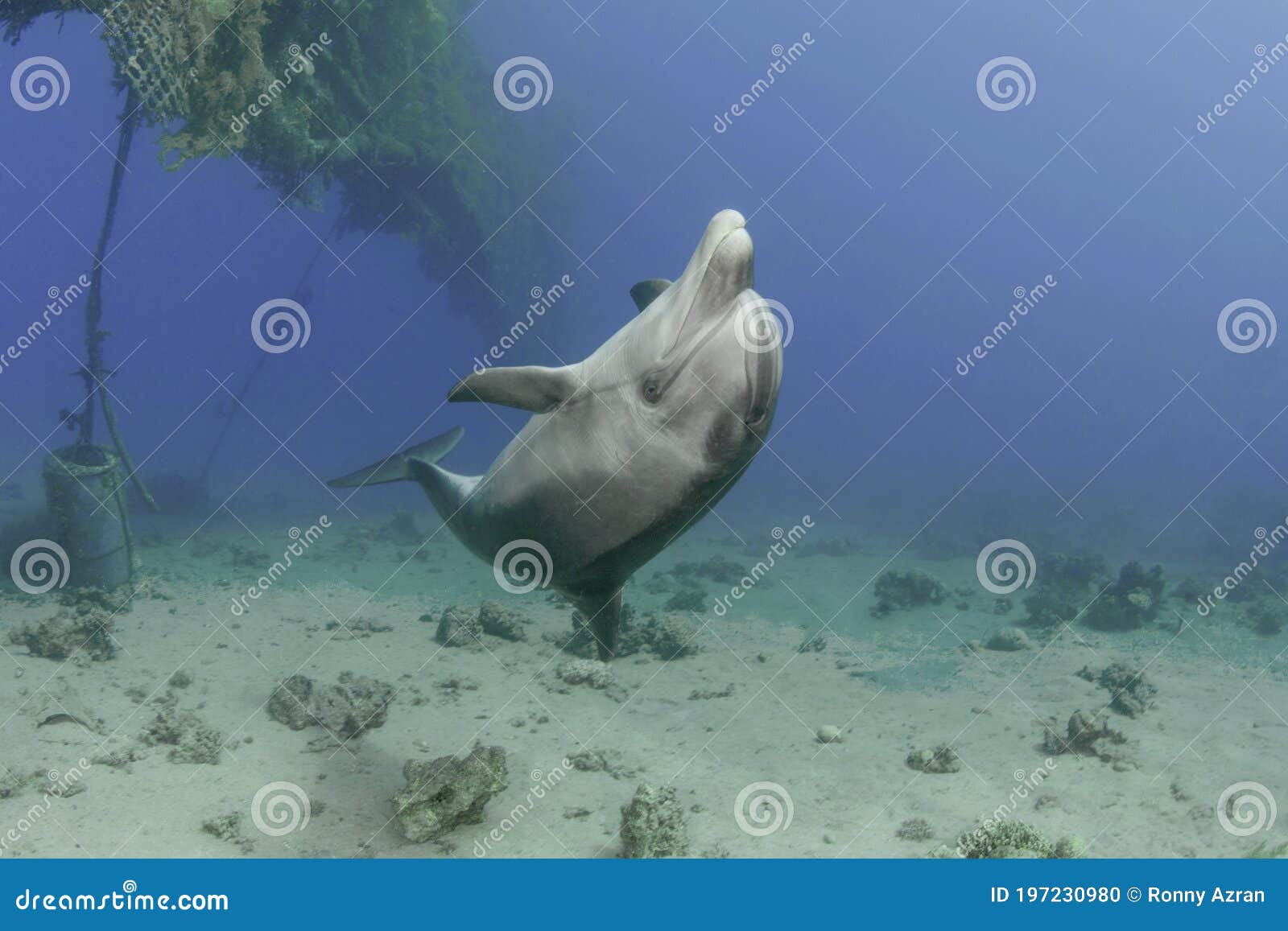 Dolphin , red sea stock photo. Image of underwaterphotography - 197230980