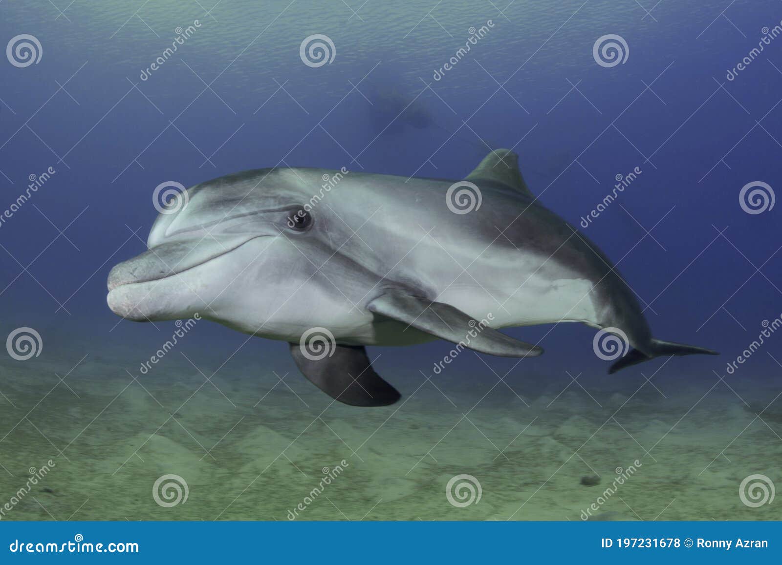 Dolphin , red sea stock photo. Image of nature, divingpic - 197231678
