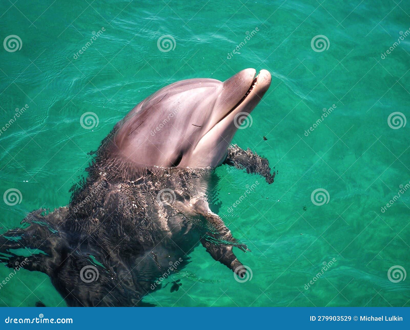 Dolphin in Red sea stock image. Image of dolphin, ocean - 279903529