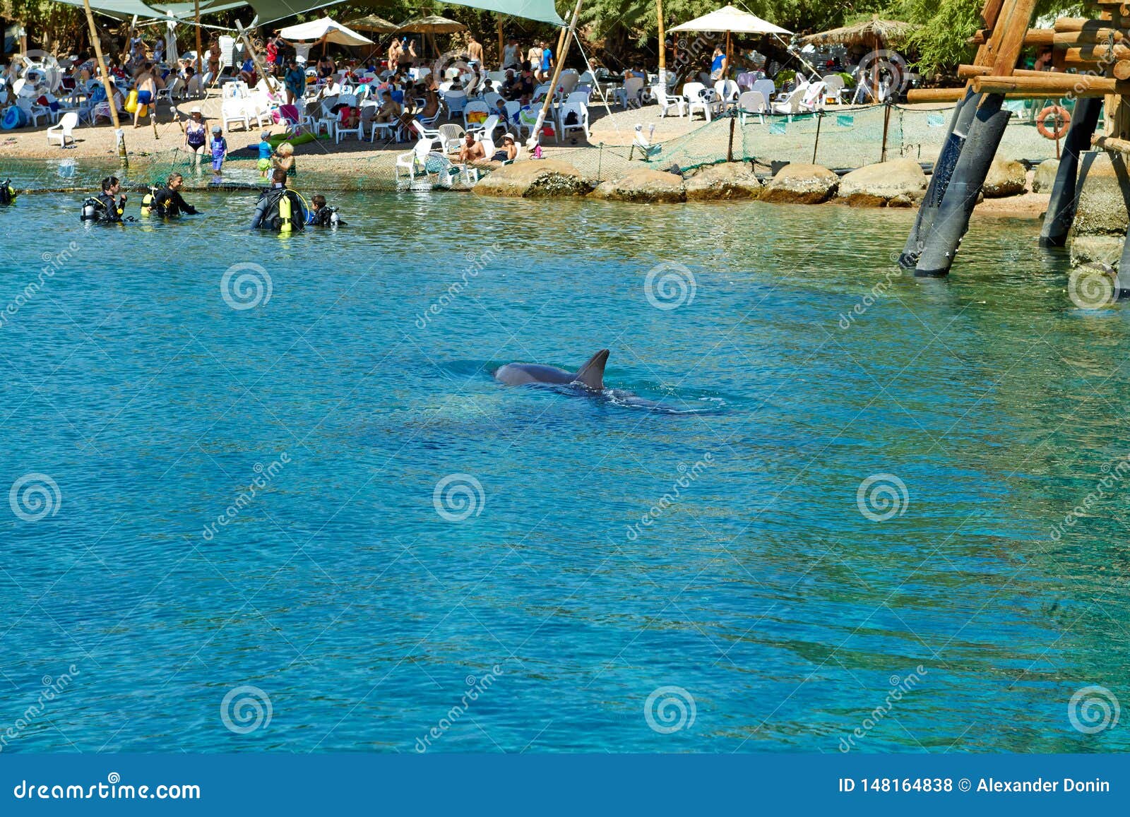 Dolphin Reef on the Red Sea Editorial Stock Photo - Image of boat ...