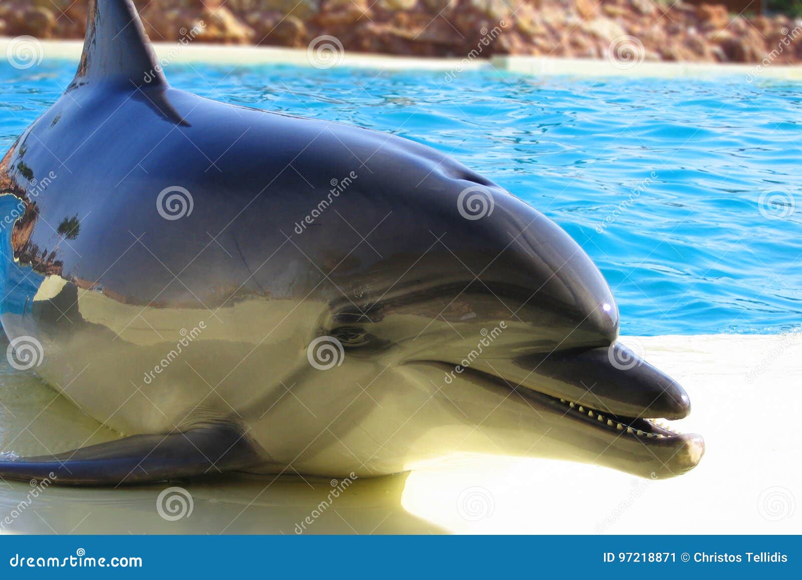 Dolphin Rests Outside the Pool Stock Image - Image of creature ...