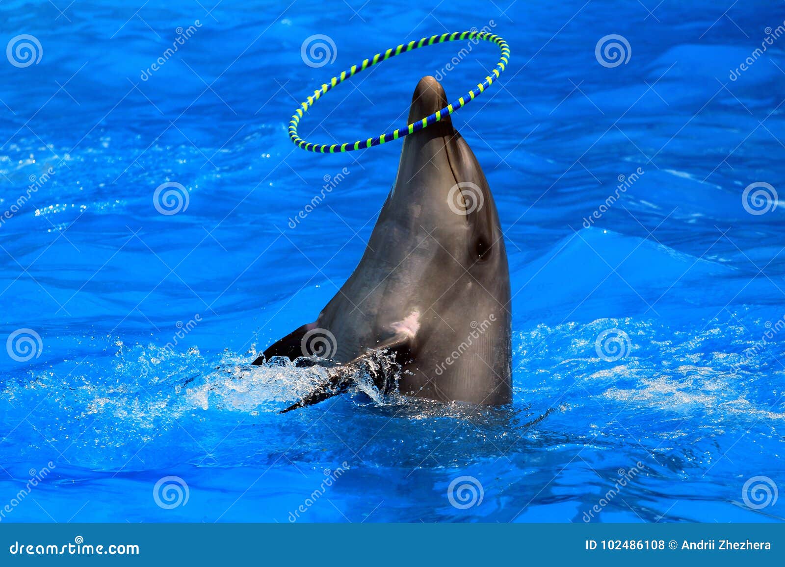 Dolphin with Ring in a Pool Stock Photo - Image of beautiful, nature ...