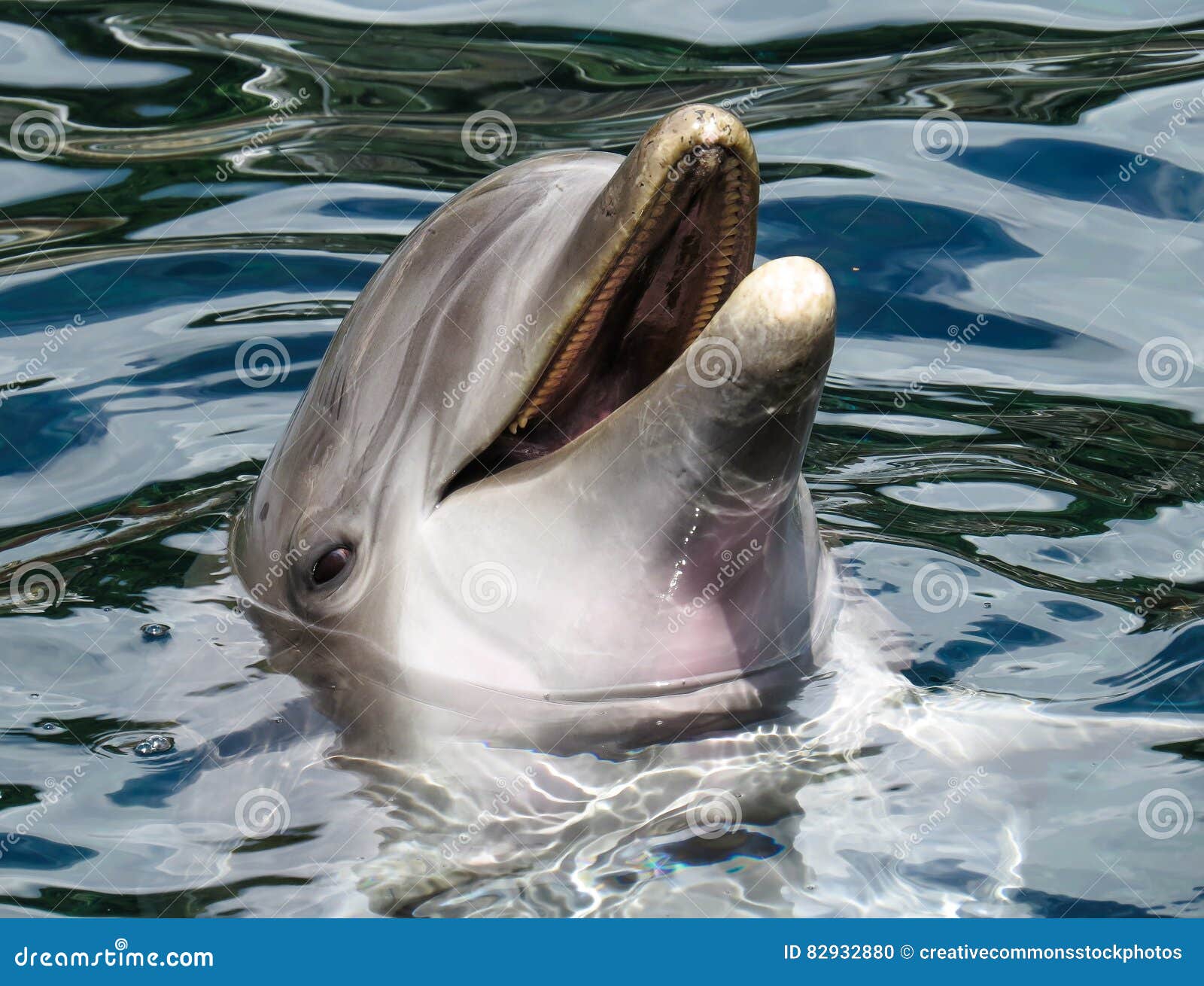 Dolphin's Head In The Surface Picture. Image: 82932880