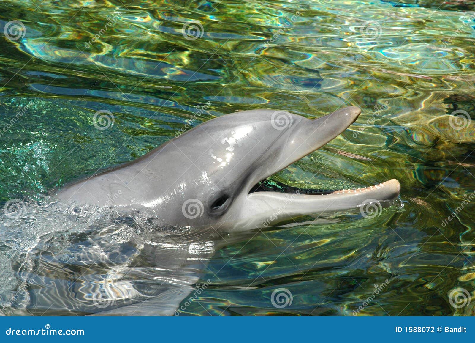 Dolphin Says Hello stock photo. Image of shallow, grey - 1588072