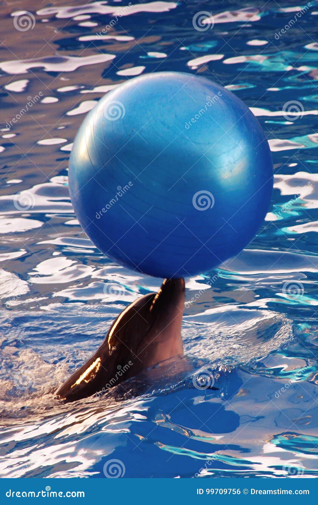 Dolphin with a ball stock photo. Image of grey, white - 99709756