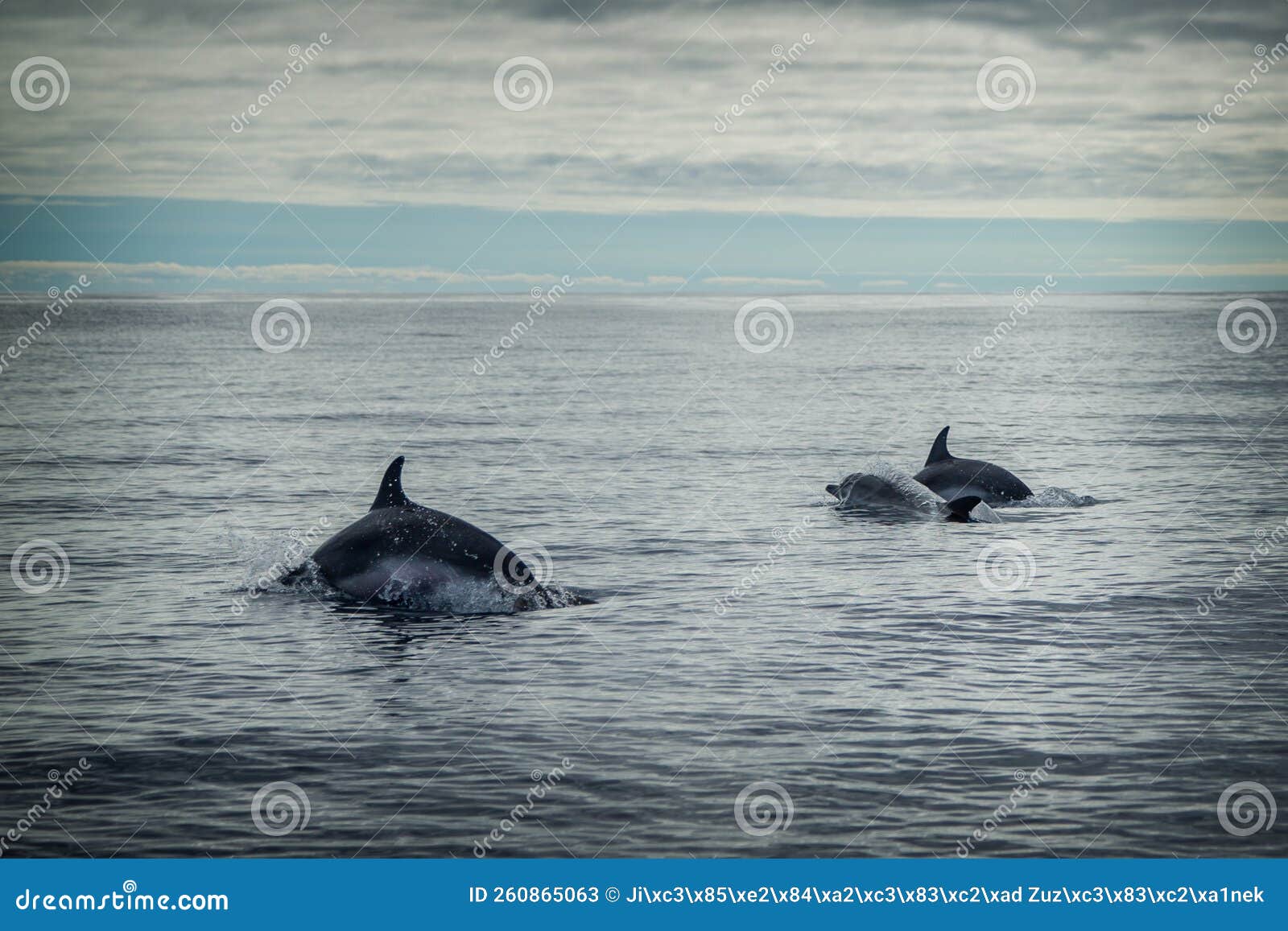 A Dolphin in the Sea is Playing Stock Image - Image of wild, tail ...