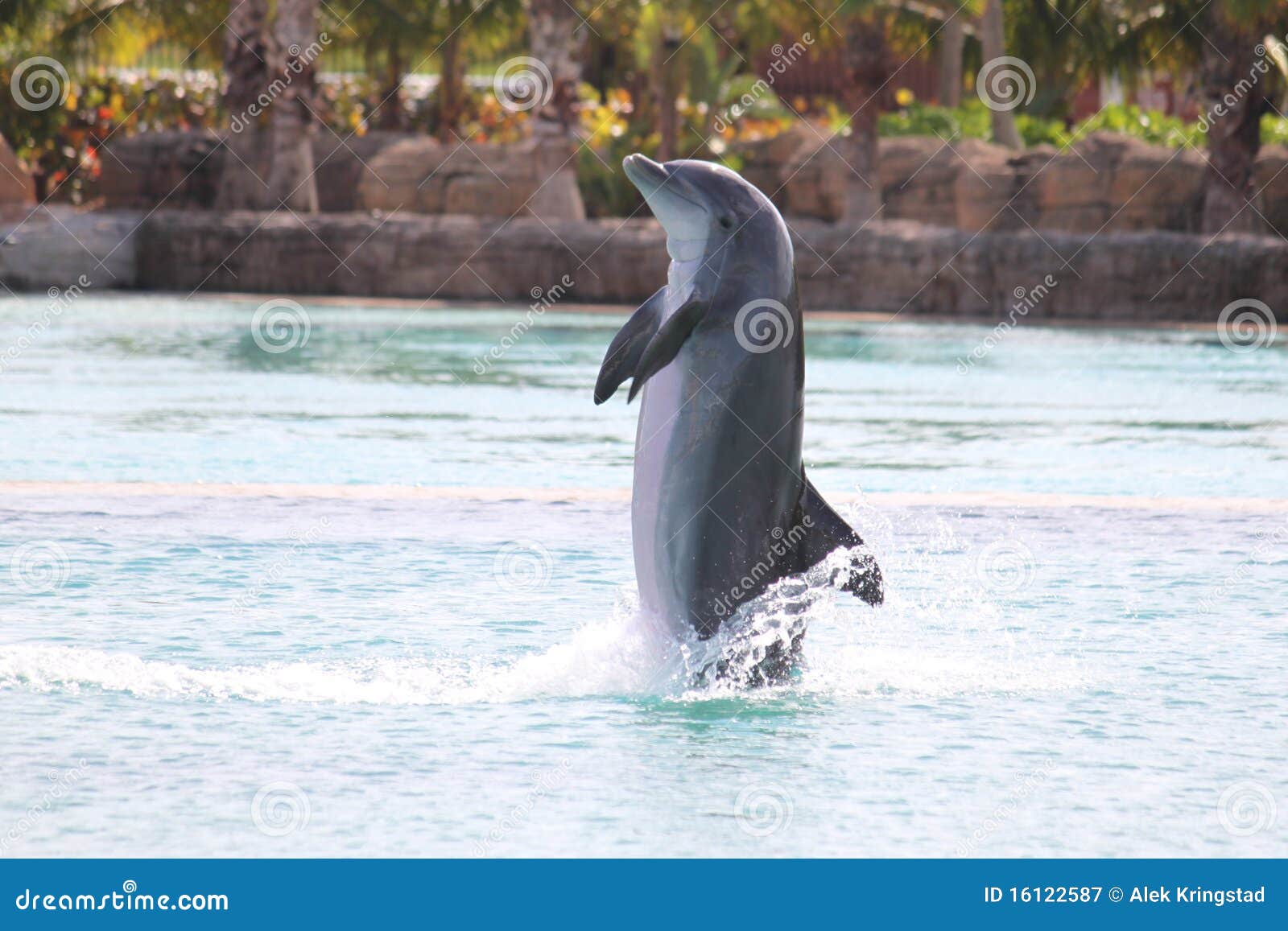 Dolphin Show Atlantis Bahamas Stock Image - Image of animal, feeding ...